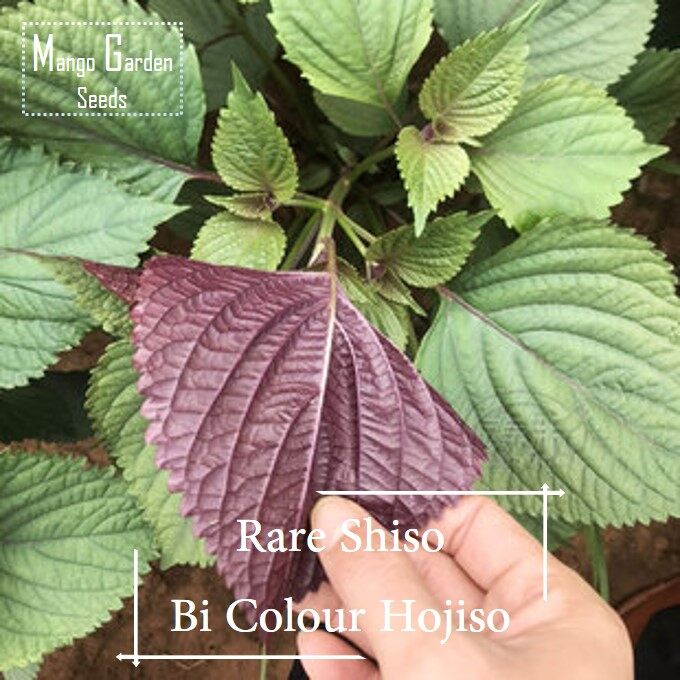 (It's a seed, not a plant!)Pot Friendly* Red & Green Shiso Hojiso Mango ...