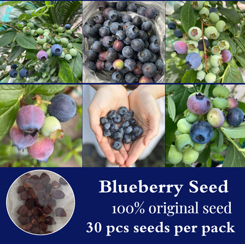 100% Original Rare Blueberry Seeds Tree Seeds for Planting (30 Seeds ...