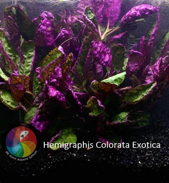 Aquatic Live Plants (Hemigraphis Colorata Exotica) 29 | Lazada