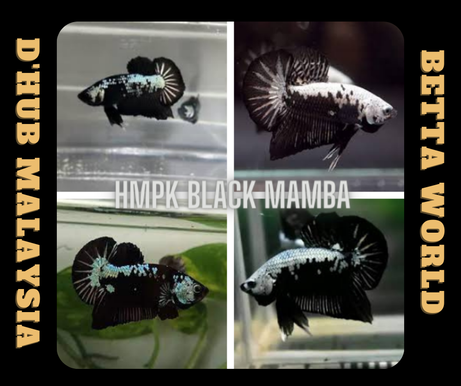 D'HUB HMPK Black Samurai / Black Mamba Betta Fish / Ikan Laga HMPK ...