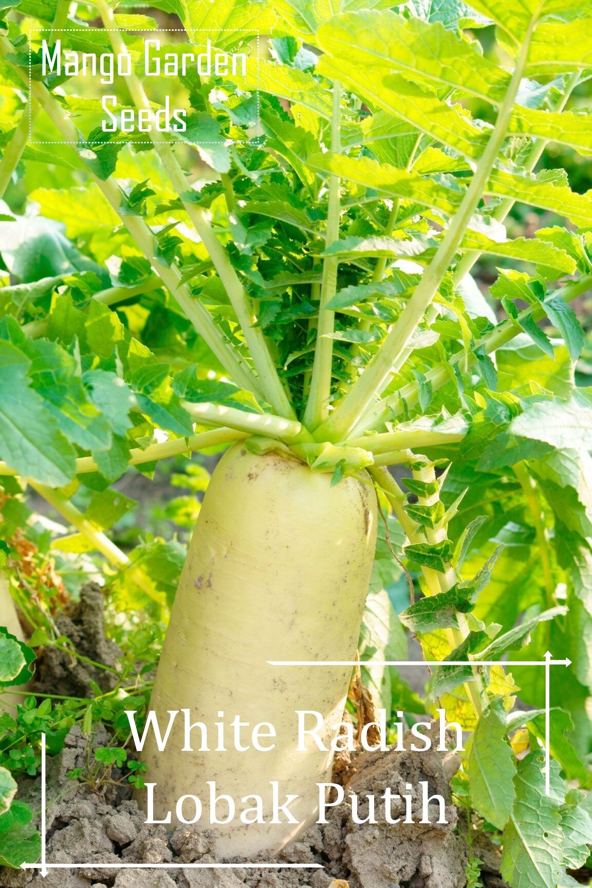 White Long Radish Seeds - 100 Seed *Pot Friendly* Tanam Pasu, Lobak ...