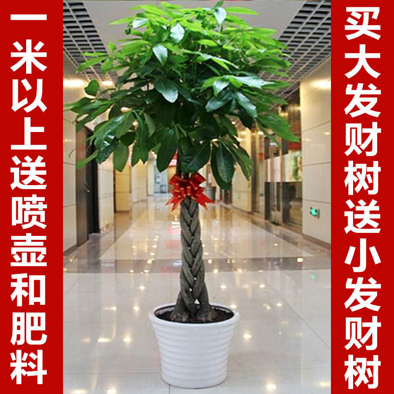 Fortune Tree Potted Stump Living Room Office Evergreen Plants Open for ...
