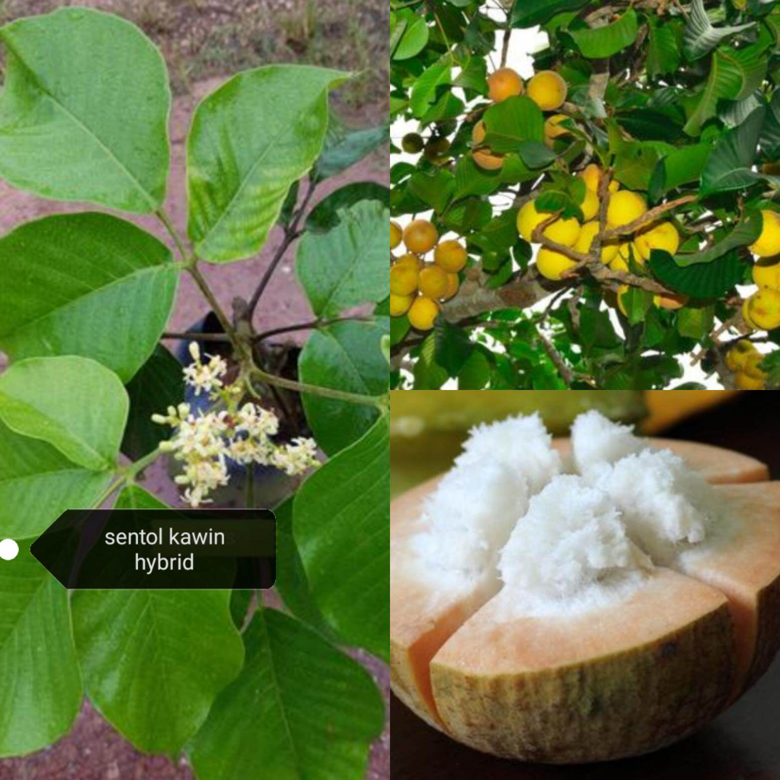 Anak pokok sentol kawin | Lazada