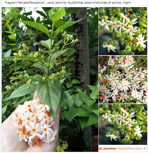 AAG POKOK FRAGRANT PARIJATA PAVAMALLI TREE OF SORROW | Lazada