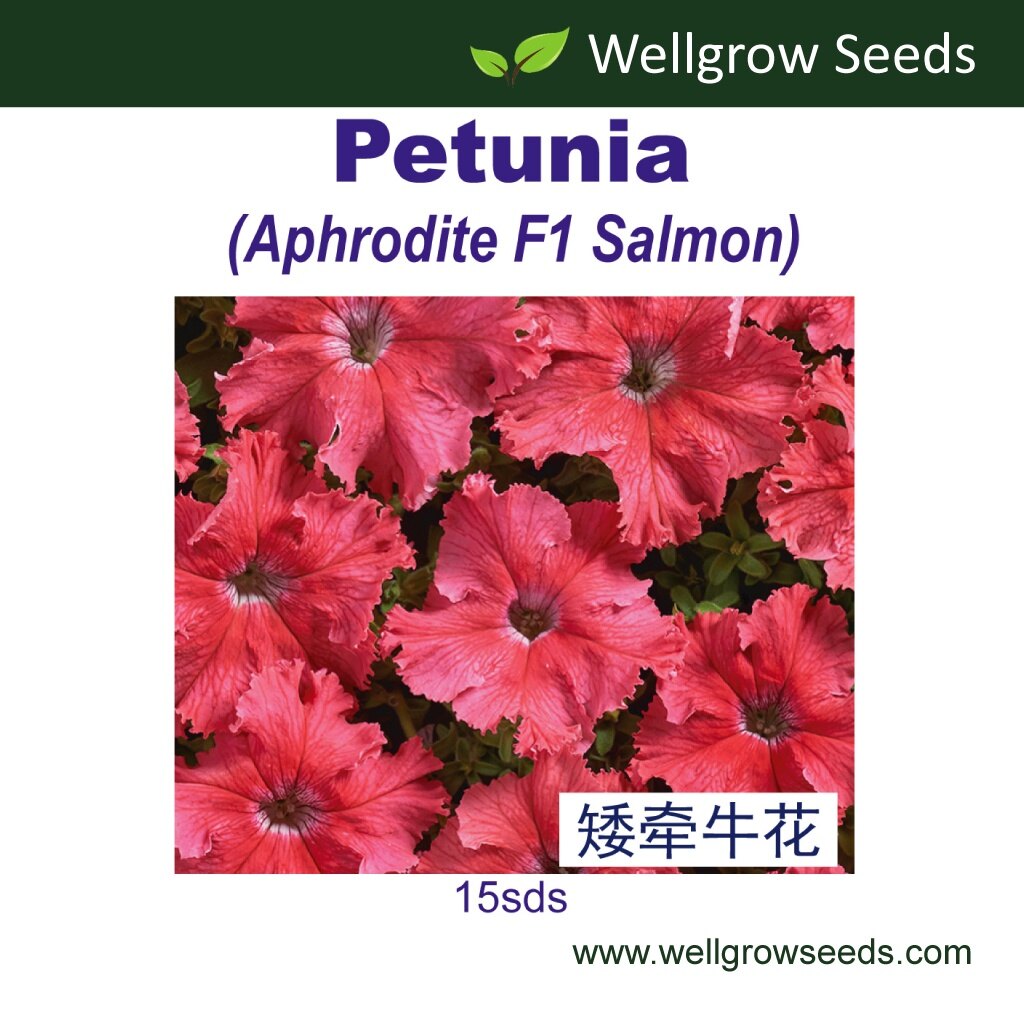 Petunia Aphrodite F1 Salmon Pelleted (15 sds) Flower Seeds Wellgrow ...
