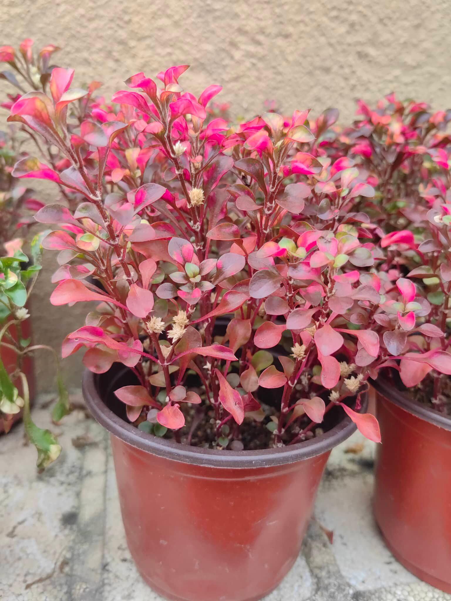 Hot Selling Organic Real Live Plant Pokok Bunga Hiasan Hidup ...