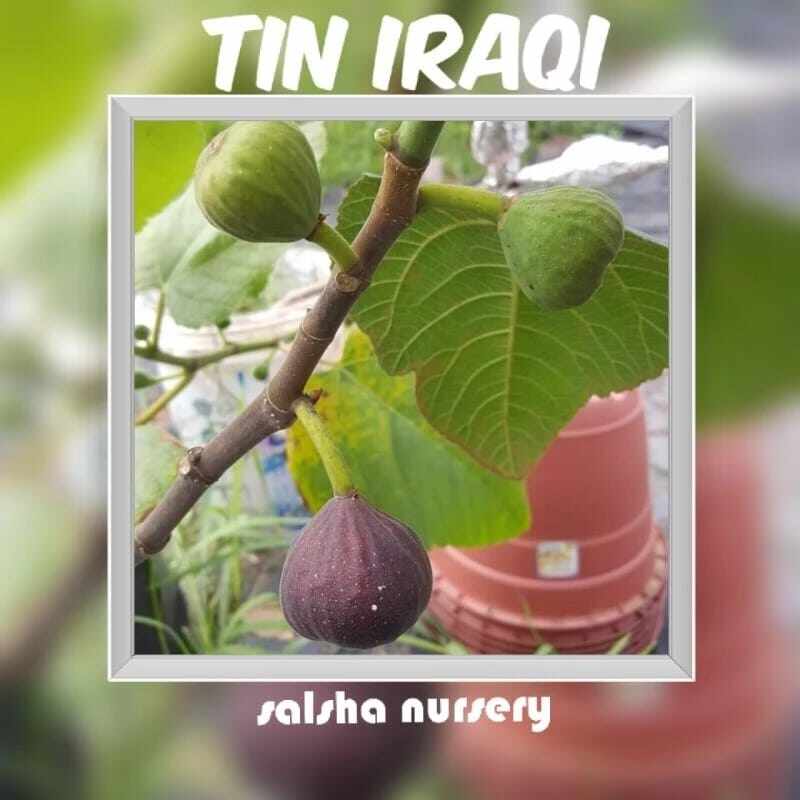 Pokok Tin Iraqi | Lazada