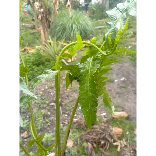 ♫Anak pokok pucuk paku(12 pokok) | Lazada