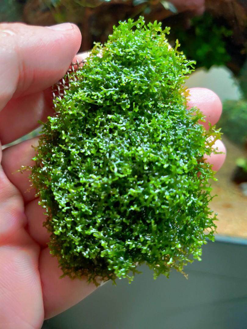 Aquatic Plants Mini Pelia Moss / Coral Moss | Lazada