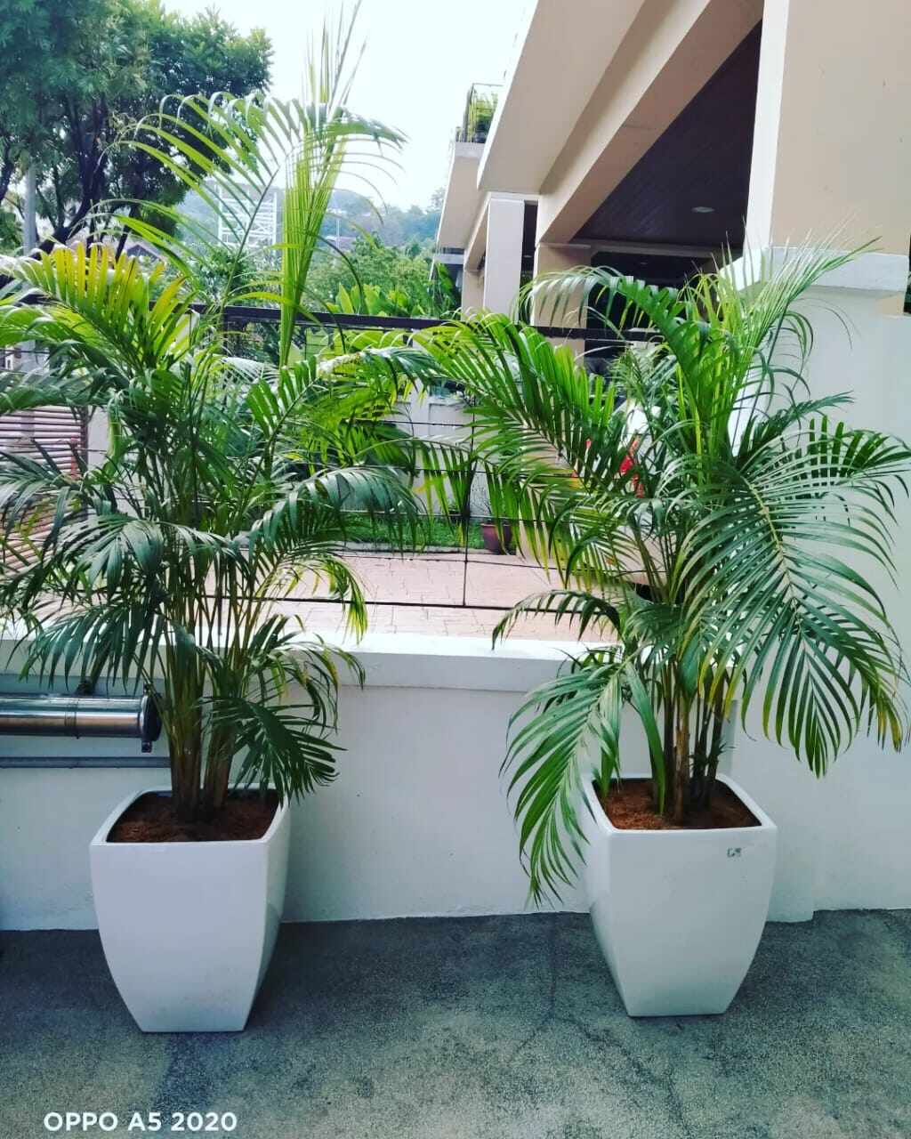Palm (Real Plant) 1.4meter | Lazada