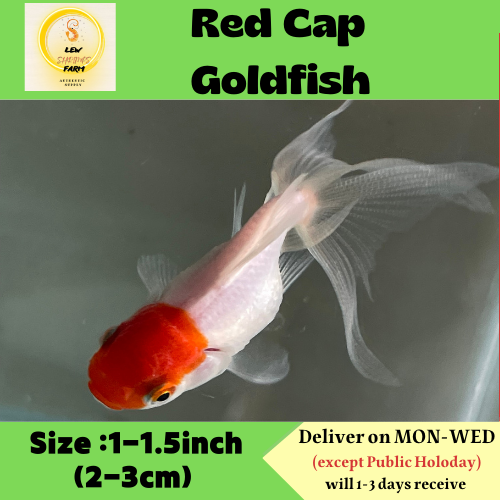 Red Cap Goldfish | Lazada