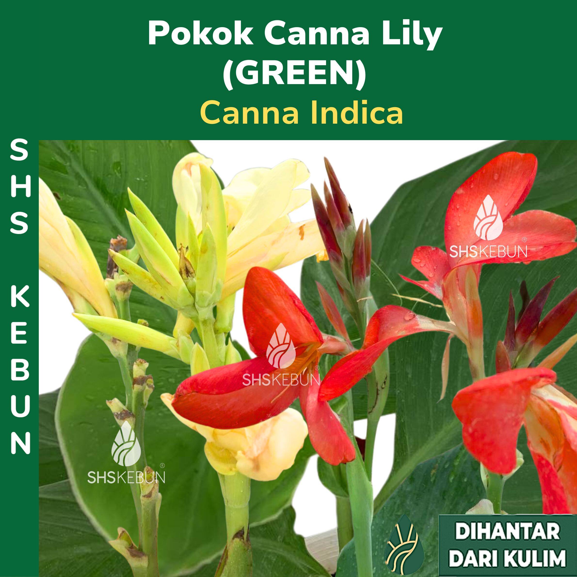 Canna lily Green Leaf Mix Flower Colour Live Plant Pokok Bunga Tasbih ...