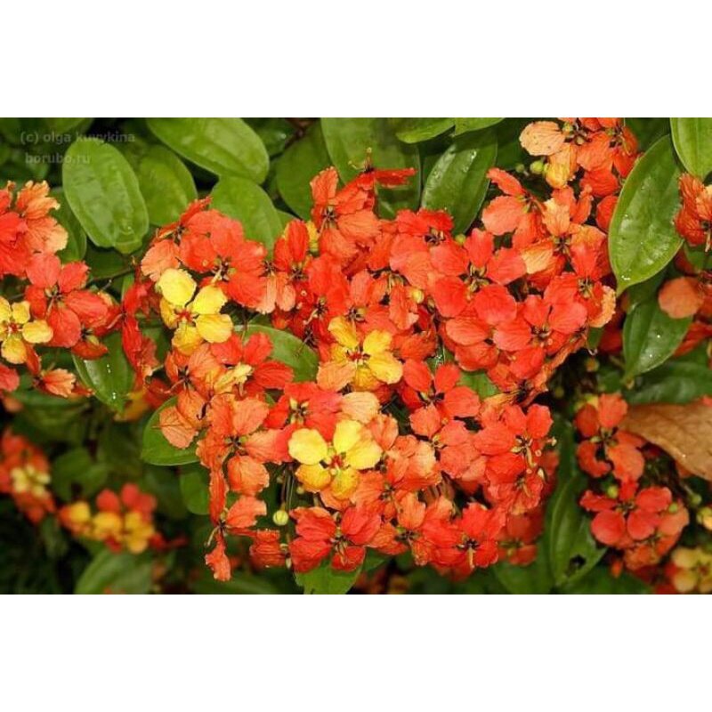 Pokok Bunga Bauhinia Kockiana real plant hotselling indoor Outdoor rare ...