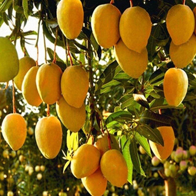 Edible Mango Fruit Seeds Garden Courtyard Outdoor Plants Mango Tree ...