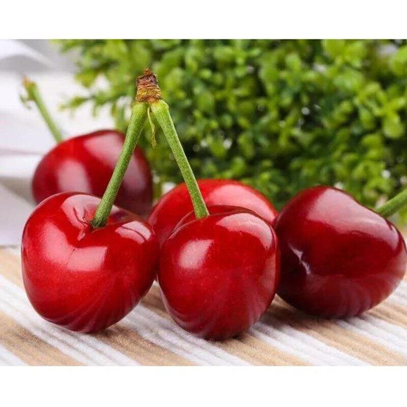 100% pure Natural Tart Cherry Juice Extract Powder 1pc Prunus Cerasus ...