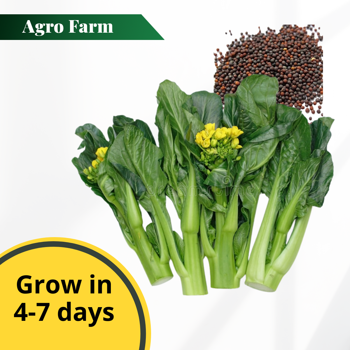 Agro Farm Non-GMO Hybrid Flowering Caixin seed / Biji Sawi Berbunga ...