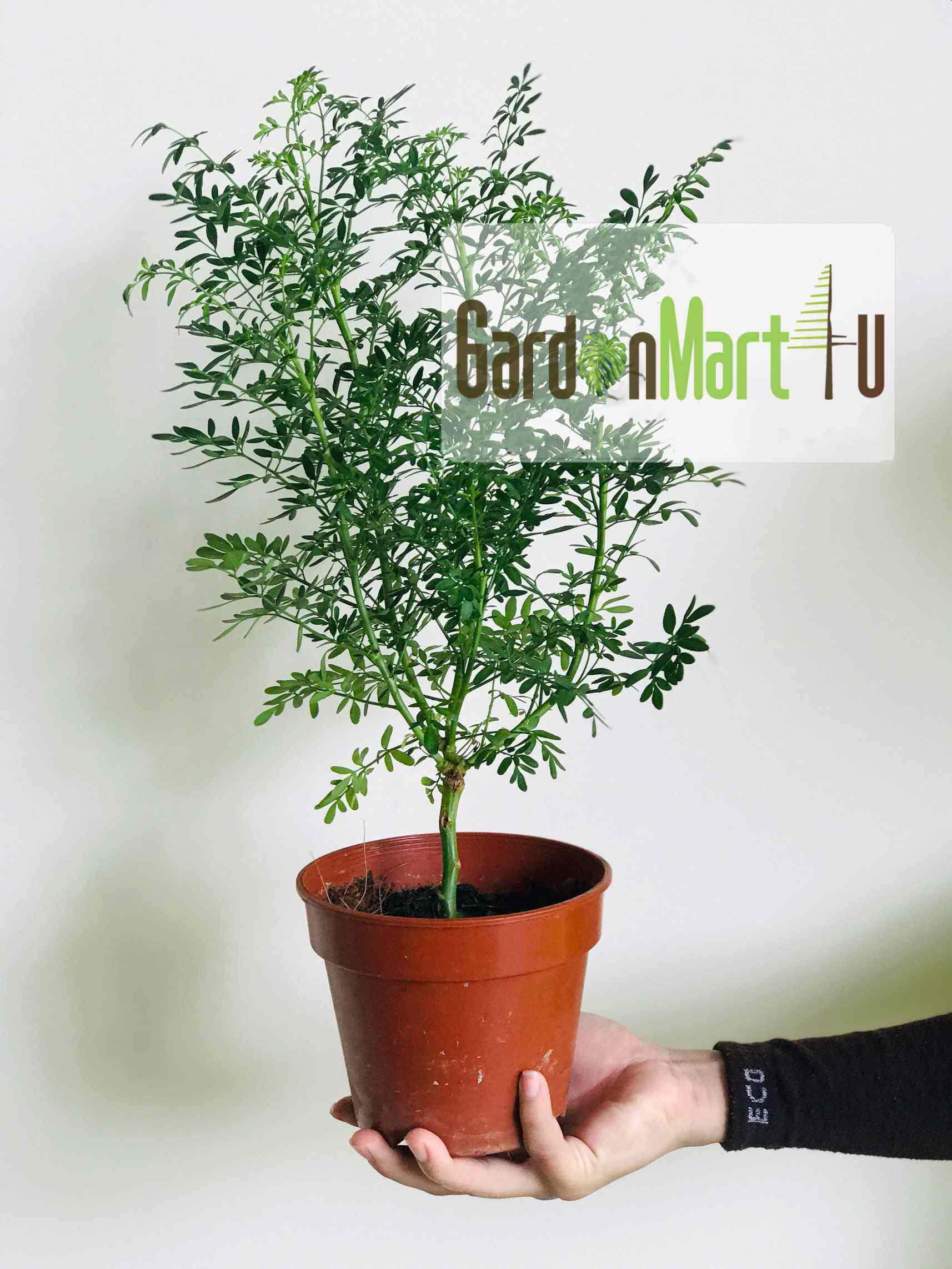 GardenMart4U Ruta Herb Plant Herbs Pokok Herba Busuk 芸香 臭草 | Lazada