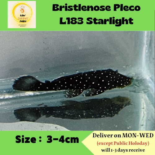 L183 Starlight Bristlenose Pleco | Lazada