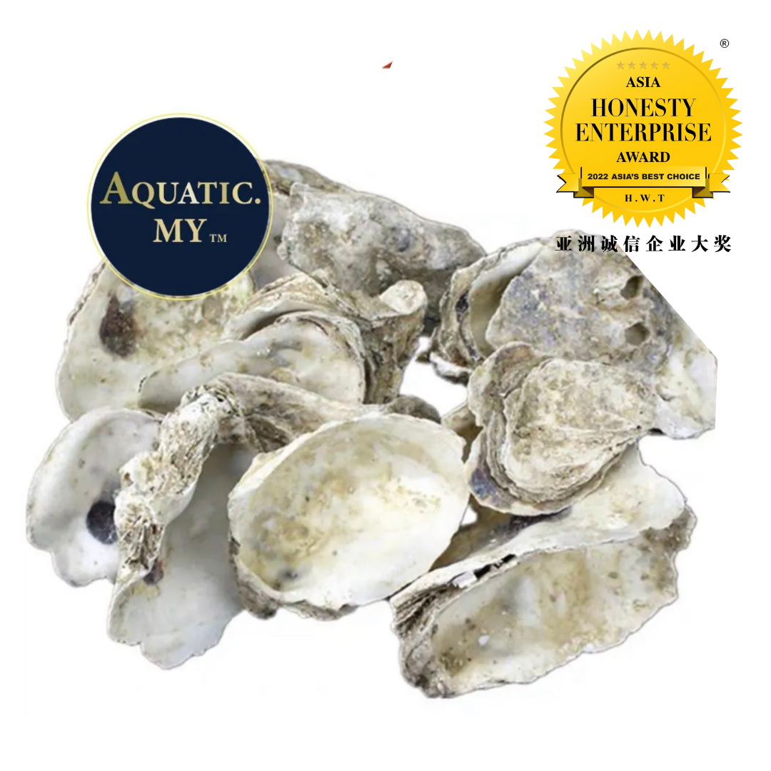 Natural Oyster Shell Large Size (500g/1kg)Kulit Tiram/Kulit Kerang ...
