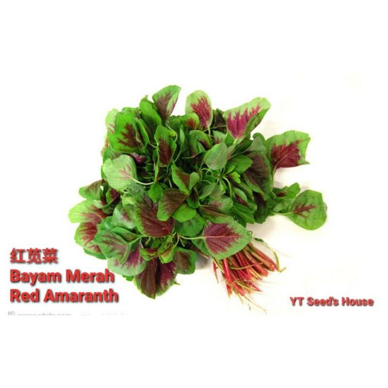 Biji Benih Bayam Merah /seeds (not live plants)/Red Amaranth Seed | Lazada