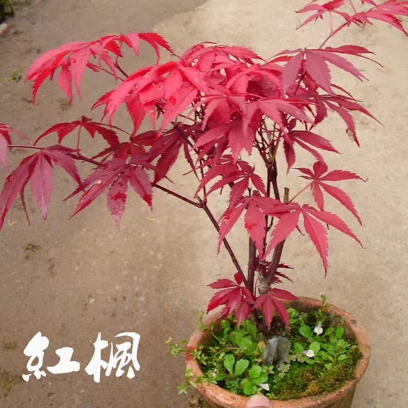 High Quality 50pcs American Red Maple Seeds Four Seasons Red Maple Tree ...