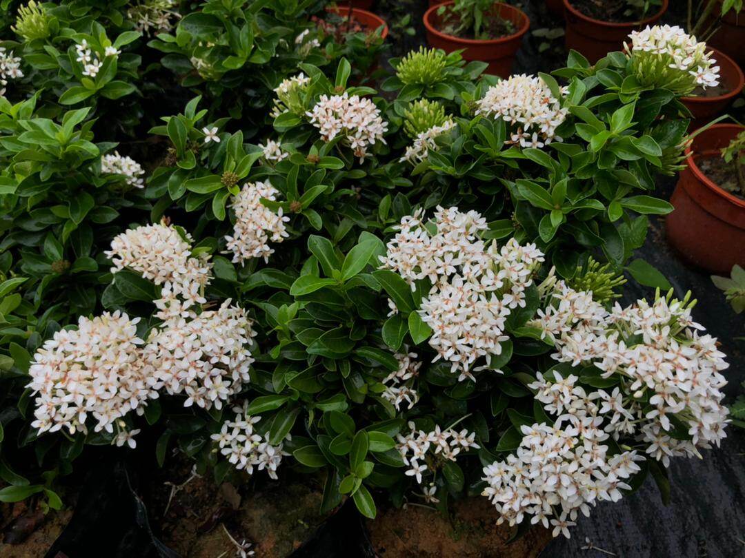 MM- White Dwarf Ixora Plant / Pokok Siantan Renek Putih | Lazada