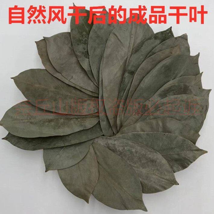 Cherimoya leaf red hair durian dry leaf fresh leaf health tea Cherimoya ...
