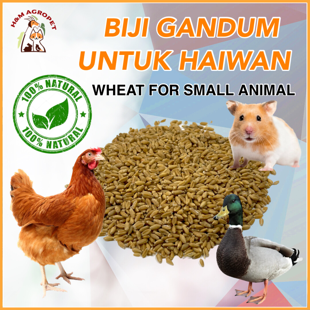 Gandum Makanan Haiwan Wheat Bird Pet Food Feeder Biji Gandum Ayam ...