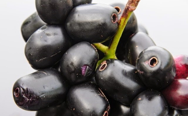 Anak Pokok Keriang Dot/Aceh/Jambu Arang Batik | Lazada