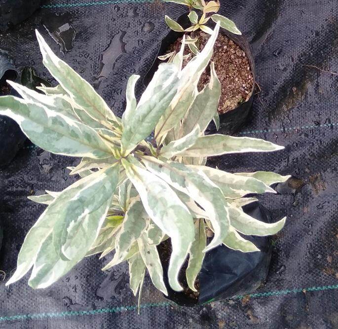 MM- Variegated Gendarussa Sapling / Anak pokok Gandarusa Batik / Daun ...