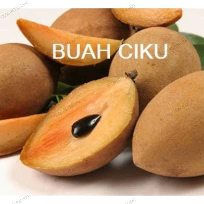 SAPODILLA / BUAH CIKU ( 500G ) | Lazada