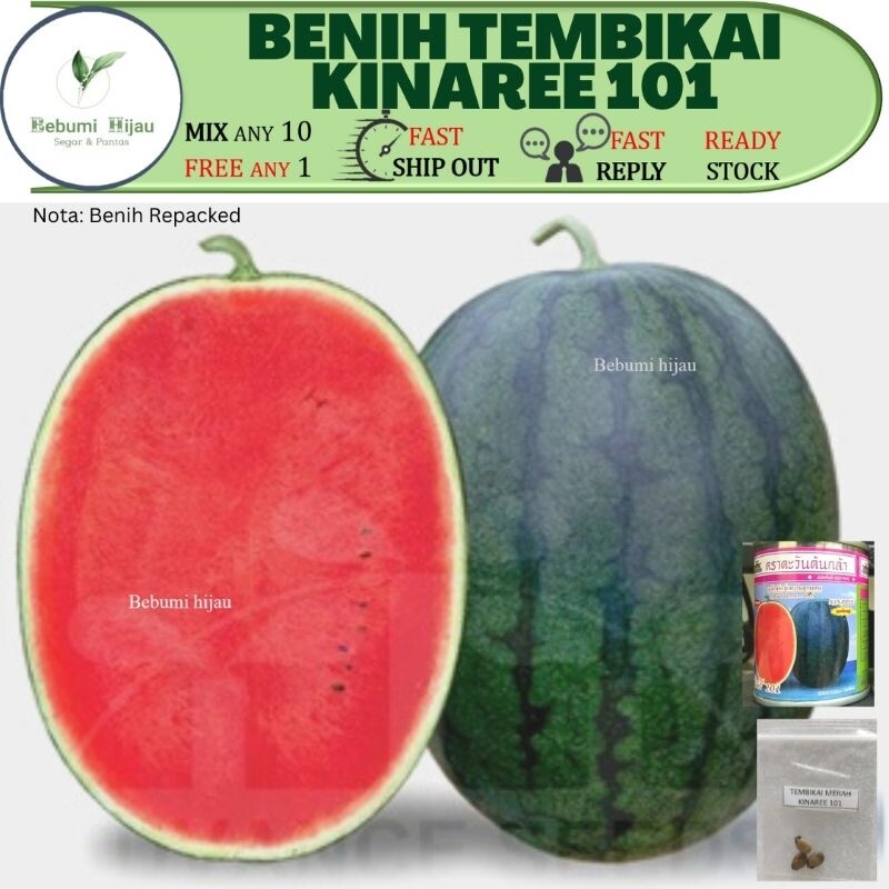 ♫PELBAGAI Biji benih TEMBIKAI WATERMELON seeds manis juicy besar ...