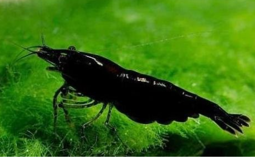 Black Coco shrimp neocaridina Shrimp x 5 pcs by [3k Aquatic] | Lazada