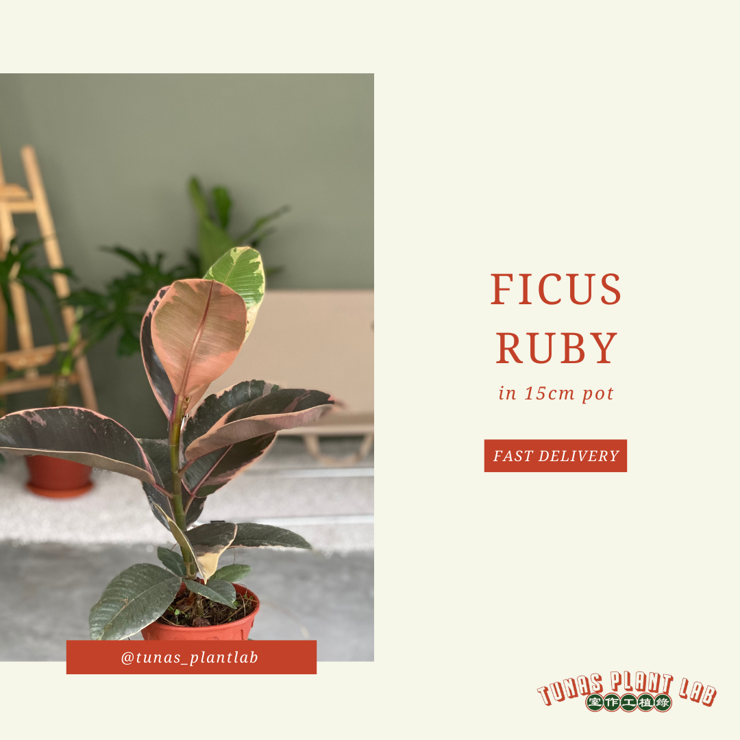TPL - Tunas Plant Lab - Ficus Elastica Ruby / Ruby Rubber Tree- 红斑叶橡皮树 ...