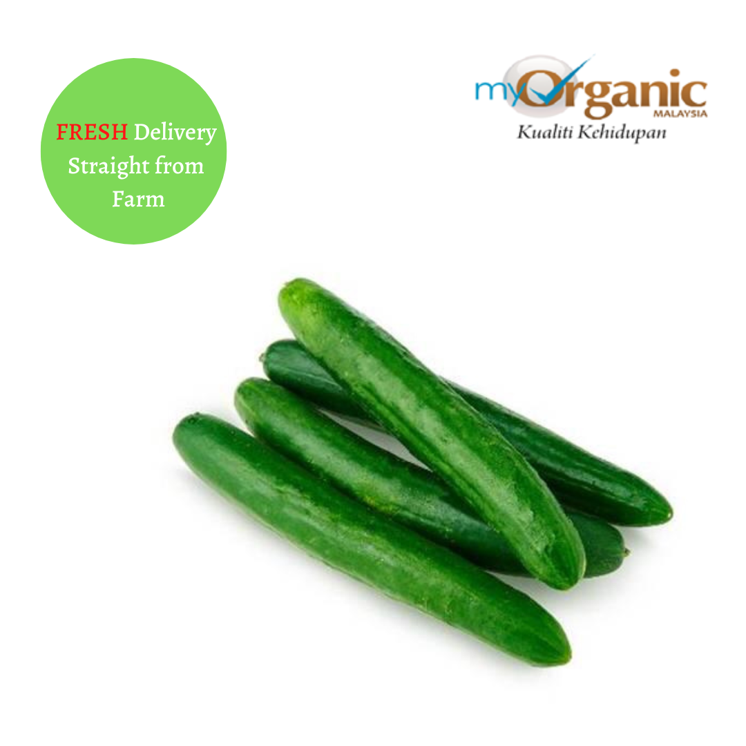 Organic Japanese Cucumber Cameron Highlands 500gm± OR 1kg± 金马仑有机日本青瓜 ...