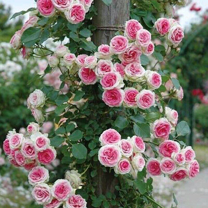 Ready Stock 50pcs Climbing Rose Seed Perennial Flower Garden Decoration ...