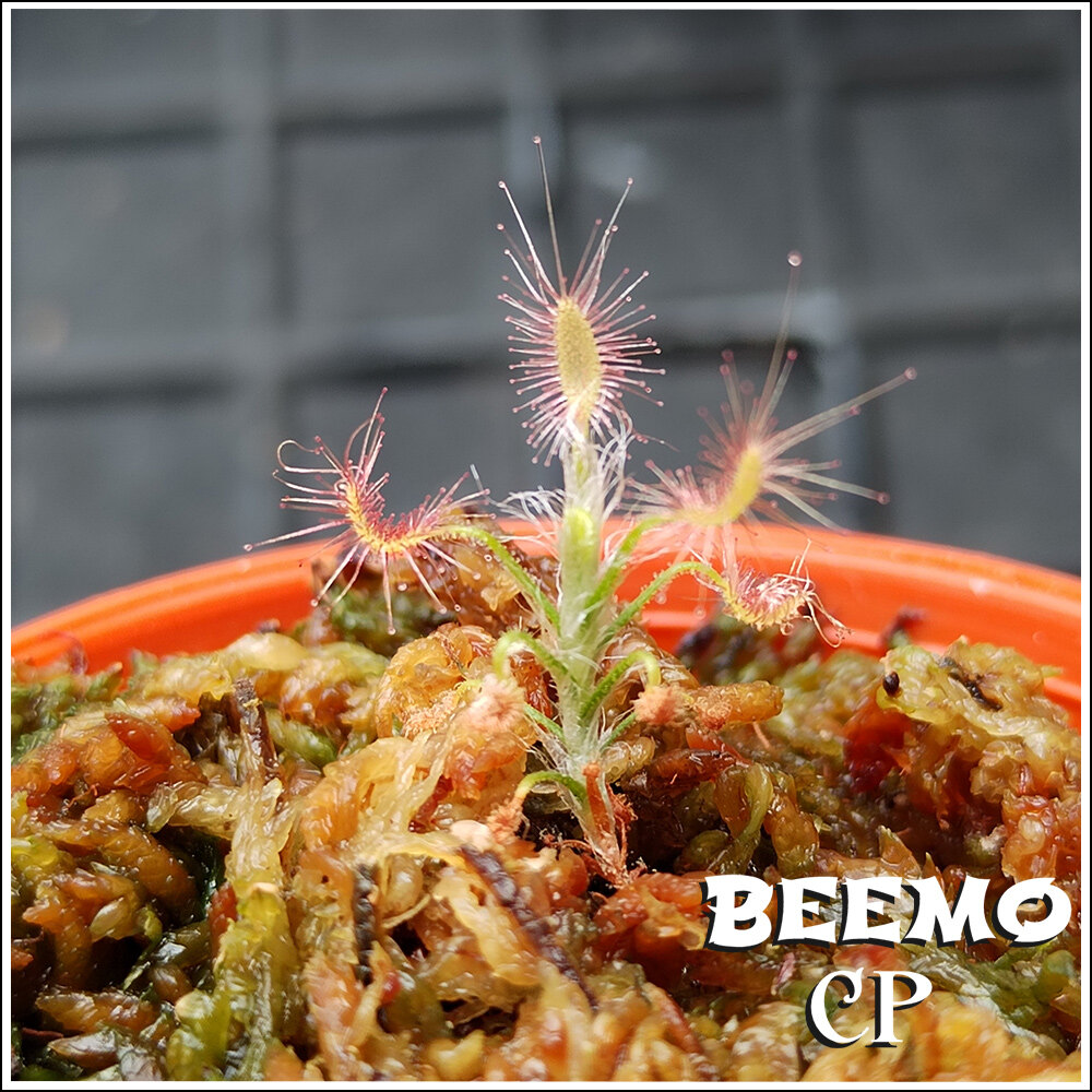 Drosera Scorpioides - Carnivorous Plant | Lazada