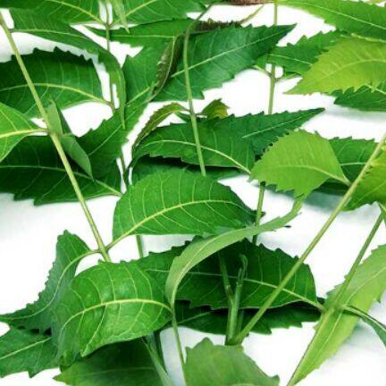 Neem leaves / Daun semambu 100g | Lazada