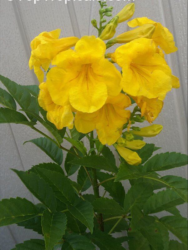 Shenbagam Flower In Tamil | Best Flower Site