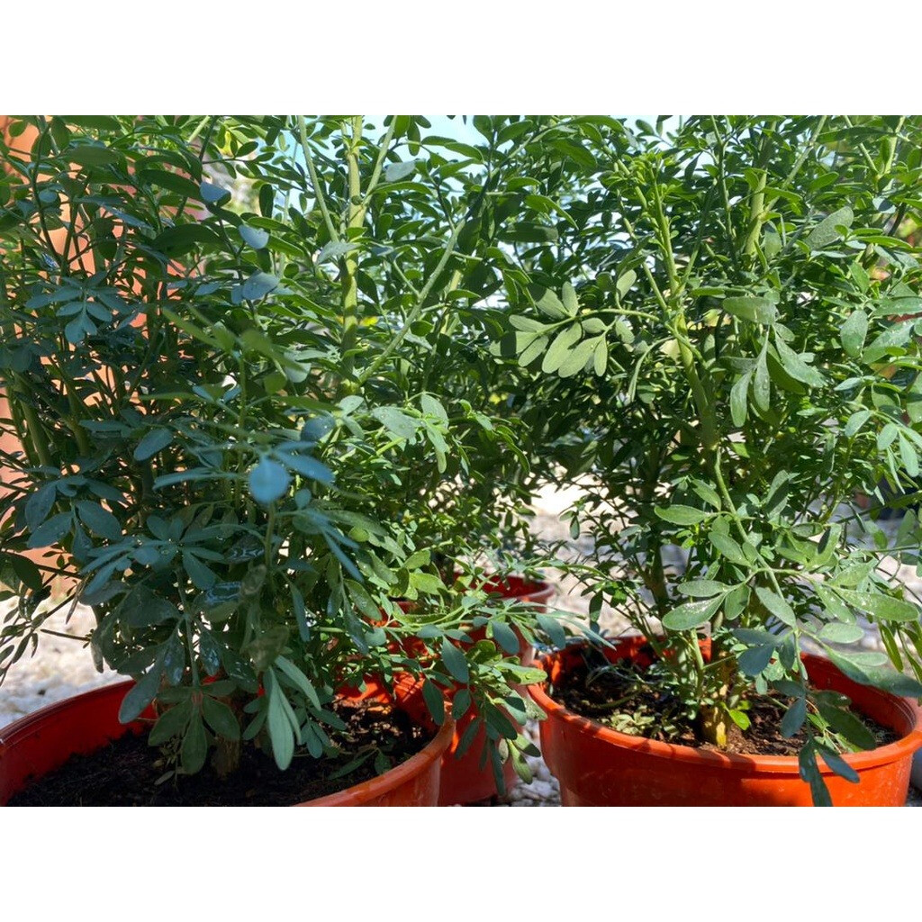 Ruta Herb Plant Herbs Pokok Herba Busuk 芸香 臭草 Daun busuk Garuda Halau ...