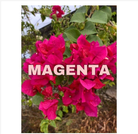 1 KERATAN BATANG POKOK BUNGA KERTAS/BUNGA JENJARUM RUBIA/BUNGA RAYA ...