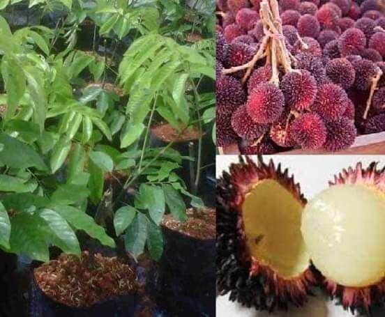 Anak Pokok Pulasan | Lazada