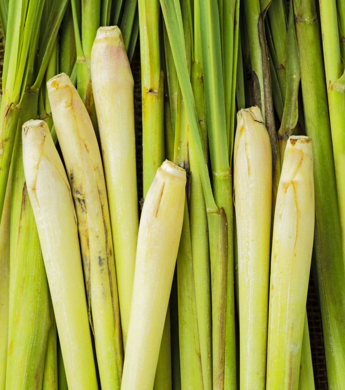 Serai (lemongrass) | Lazada