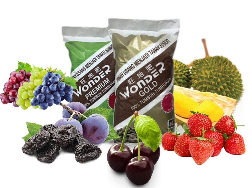 [Hot Selling] Pokok Cili Padi Berbuah Lebat Dalam Pasu Lada Burung 辣椒树 ...