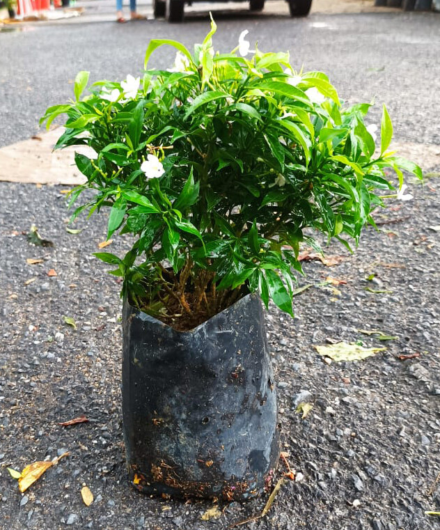 READY STOCK – TABERNAEMONTANA DWARF (SMALL) LIVE PLANT | Lazada