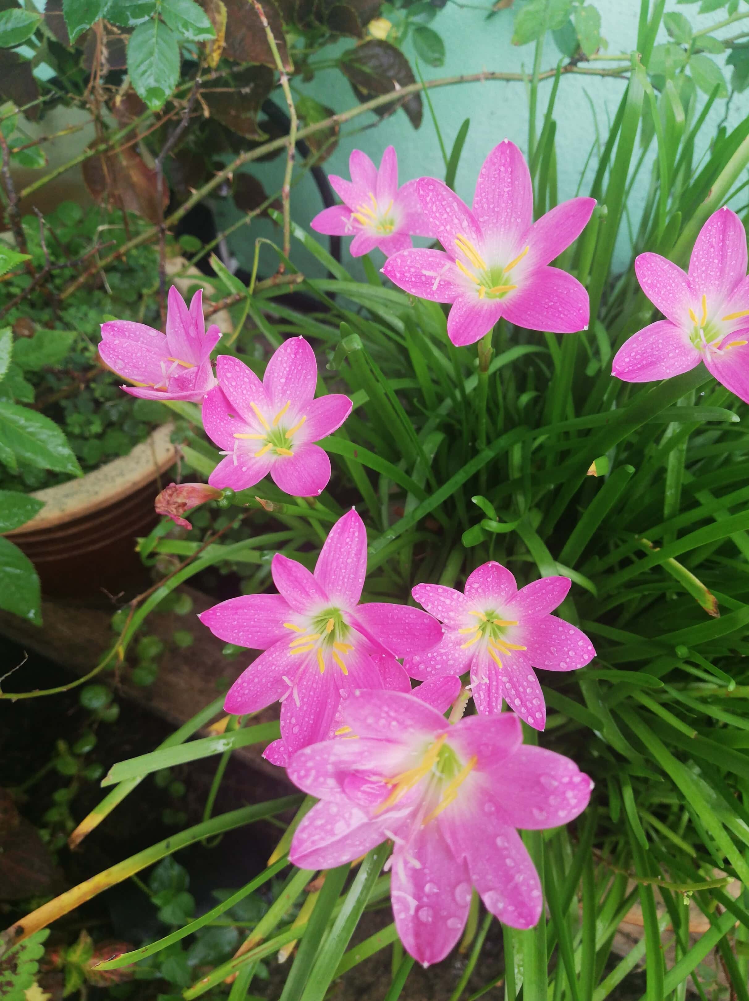 Anak Pokok Pink Rain Lily / Bunga Kucai Pink Buib / 粉红色风雨兰种球 | Lazada