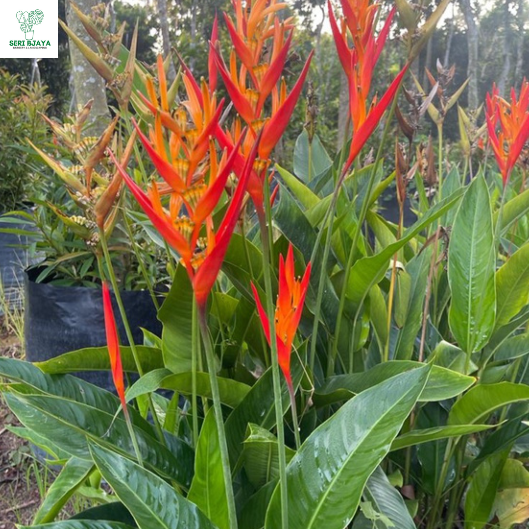 Outdoor Live Plants Heliconia Psittacorum Rubra/ Lady Di variegated ...