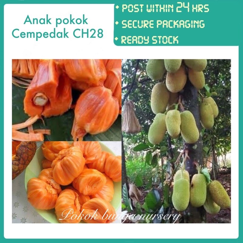 PBN - anak pokok cempedak CH28 - pokok bunga nursery buah besar cepat ...