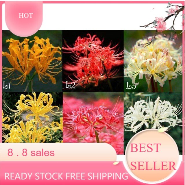 Spider Lily Japan/ Lycoris Radiata Bulb Lycoris Ready Stock. Bunga ...