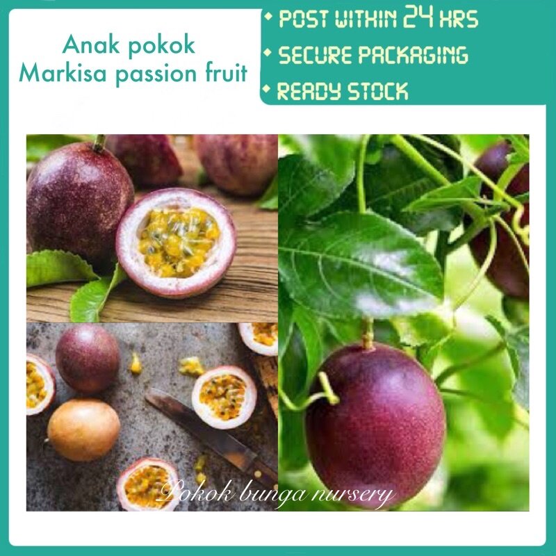 PBN - anak pokok markisa passion fruit - pokok bunga nursery passiflora edulis buah fruit ...